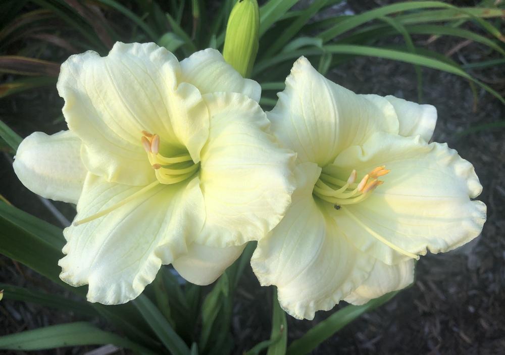 Photo of the bloom of Daylily (Hemerocallis 'Quaker Bonnet') posted by mlbowman45 - Garden.org