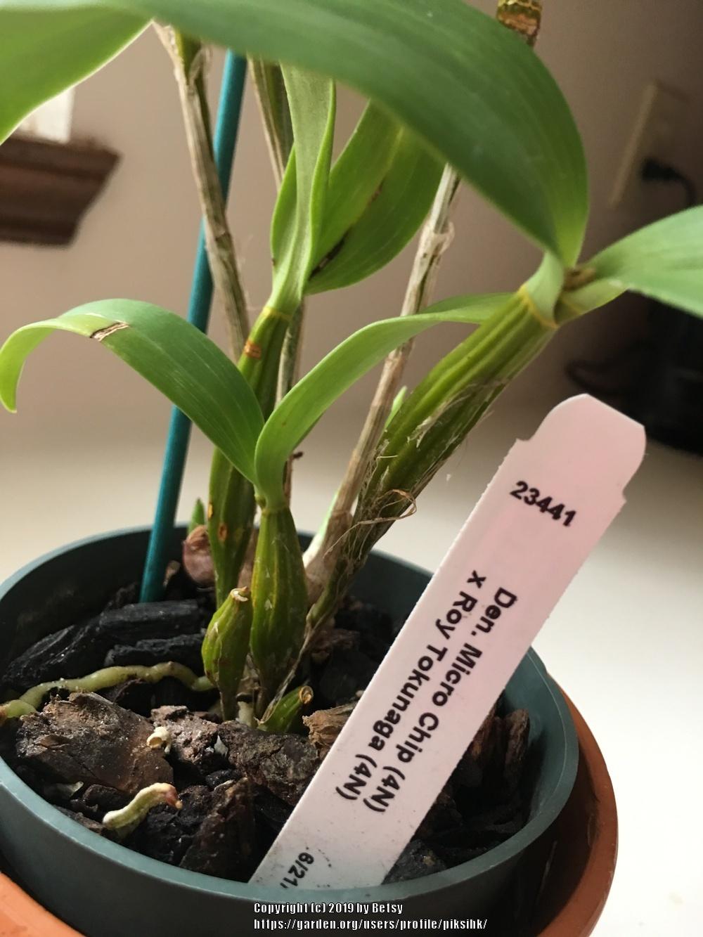Den. Micro Chip x Roy Tokunaga in the Orchids forum - Garden.org