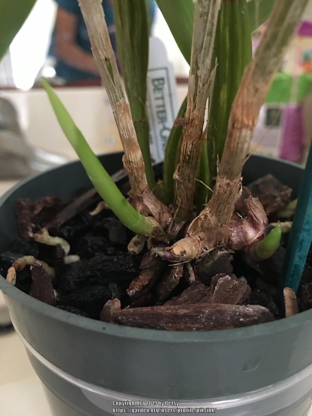 Den. Micro Chip x Roy Tokunaga in the Orchids forum - Garden.org