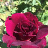 Rose (Rosa 'Intrigue') in the Roses Database - Garden.org