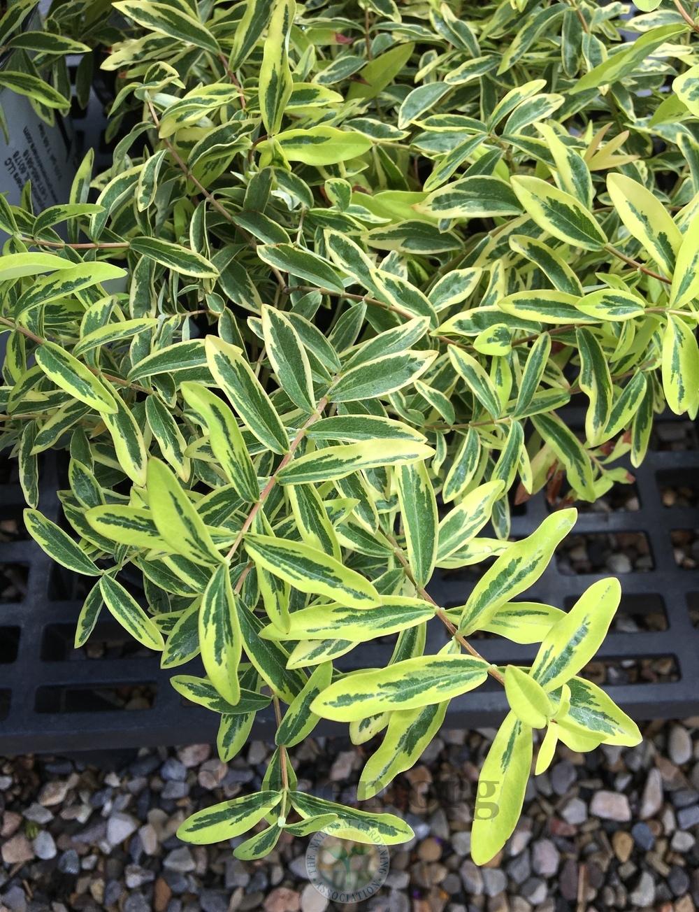 Aaron's Beard (Hypericum calycinum Fiesta) - Garden.org