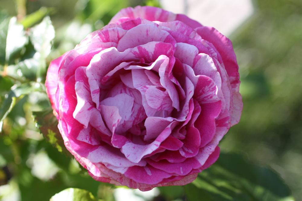 Best 5 roses this year in the Roses forum - Garden.org