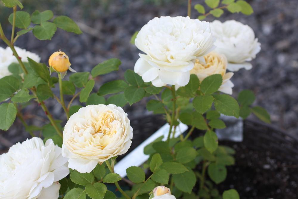 Best 5 roses this year in the Roses forum - Garden.org