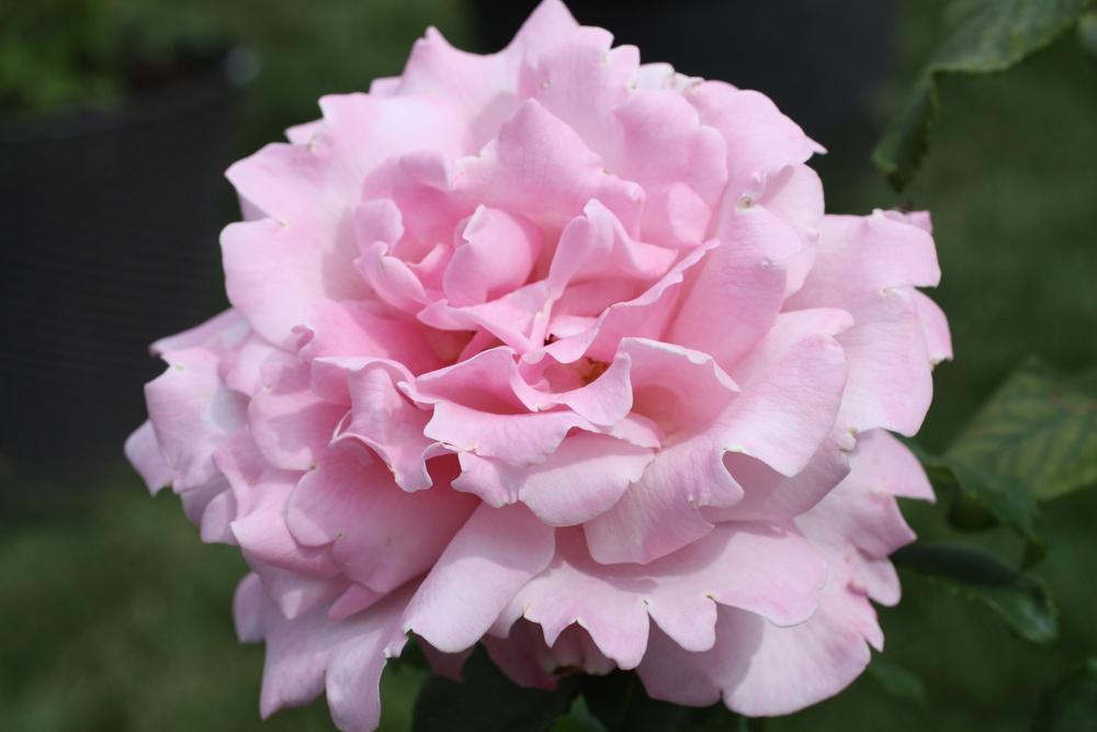 Best 5 roses this year in the Roses forum - Garden.org