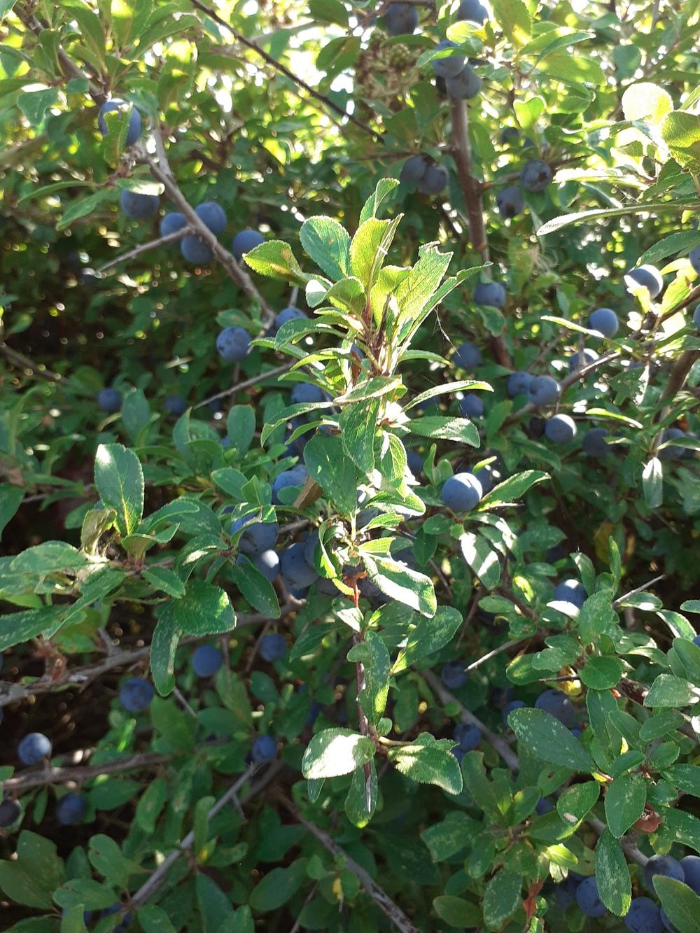 Photo of the entire plant of Sloe (Prunus spinosa) posted by ...