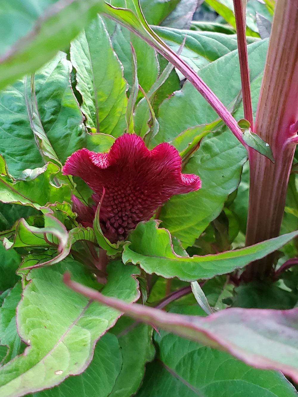 Cockscomb (Celosia argentea) - Garden.org