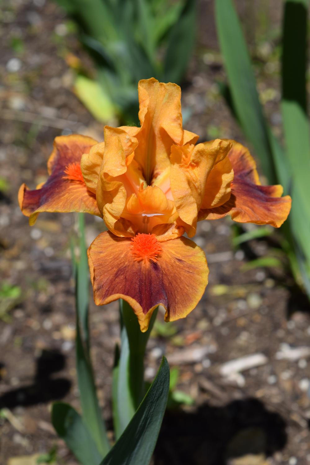 Standard Dwarf Bearded Iris (Iris 'Color Blind') in the Irises Database ...