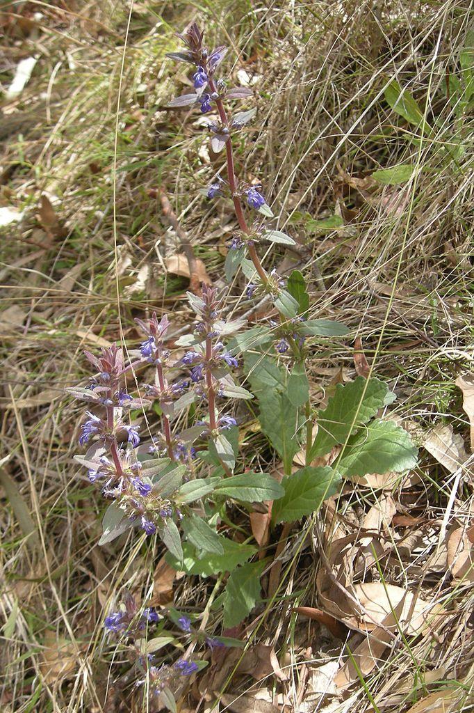 Photo of the entire plant of Australian Bugle (Ajuga australis) posted ...