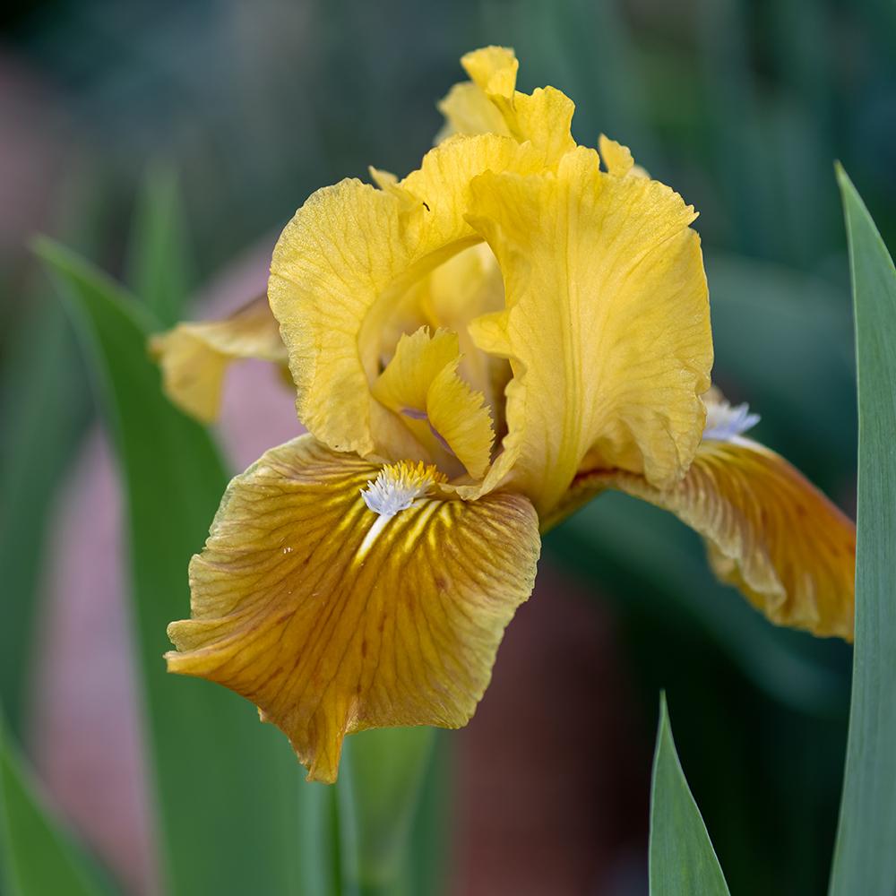 Standard Dwarf Bearded Iris (Iris 'Rabbit's Foot') in the Irises ...
