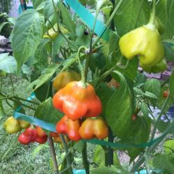 Peppers: Collection of Varieties - Garden.org