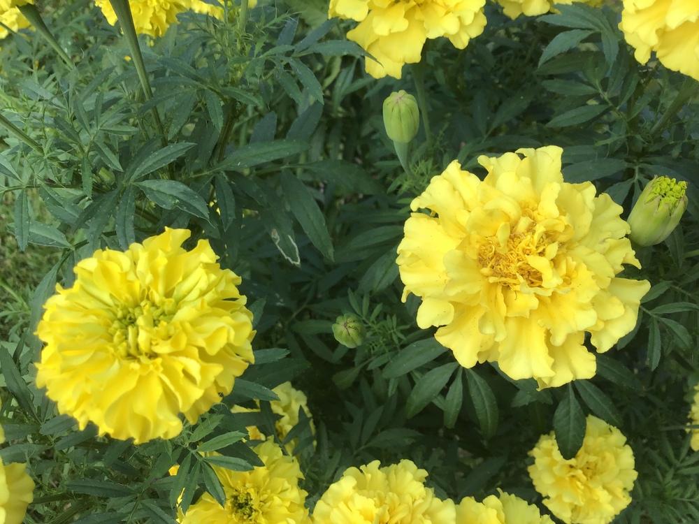 African Marigold (Tagetes erecta 'First Lady') - Garden.org