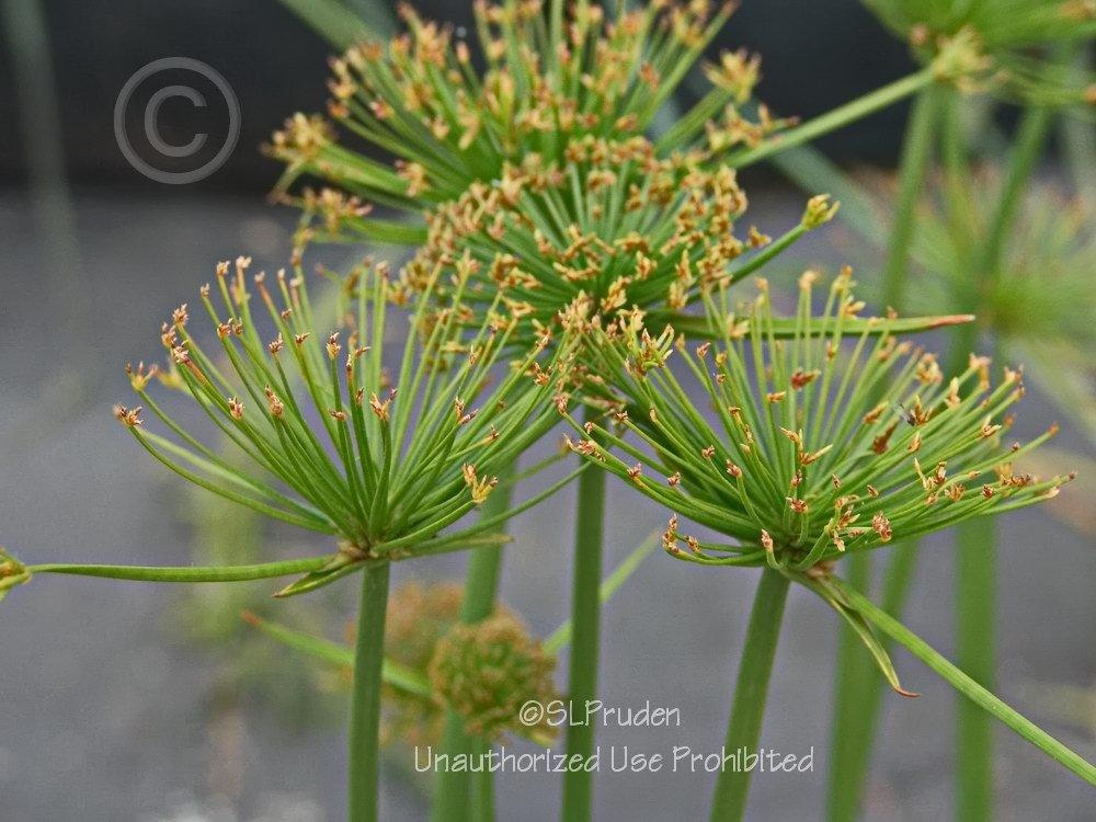 Photo of the seeds of Papyrus (Cyperus papyrus) posted by DaylilySLP ...