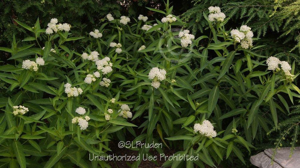 Photo of the entire plant of Swamp Milkweed (Asclepias incarnata 'Ice ...