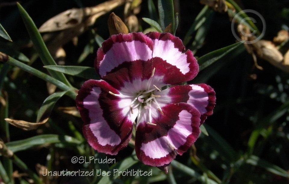 Dianthus Raspberry Swirl