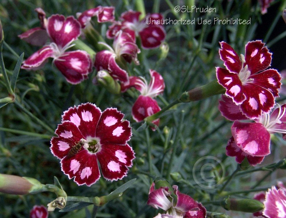 Carnation (Dianthus Star™ Spangled Star) in the Dianthus Database ...