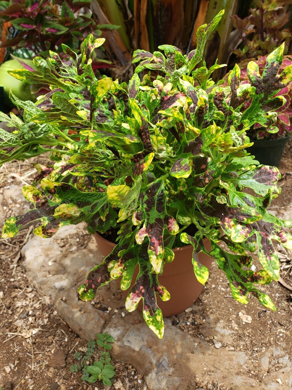 Coleus (Coleus scutellarioides 'Ducksfoot Super') in the Coleus ...