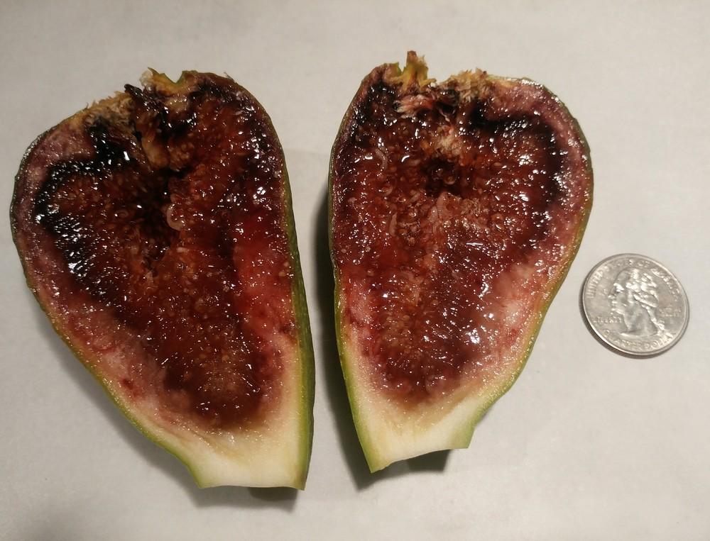 Edible Fig (Ficus carica 'Stella') in the Figs Database - Garden.org