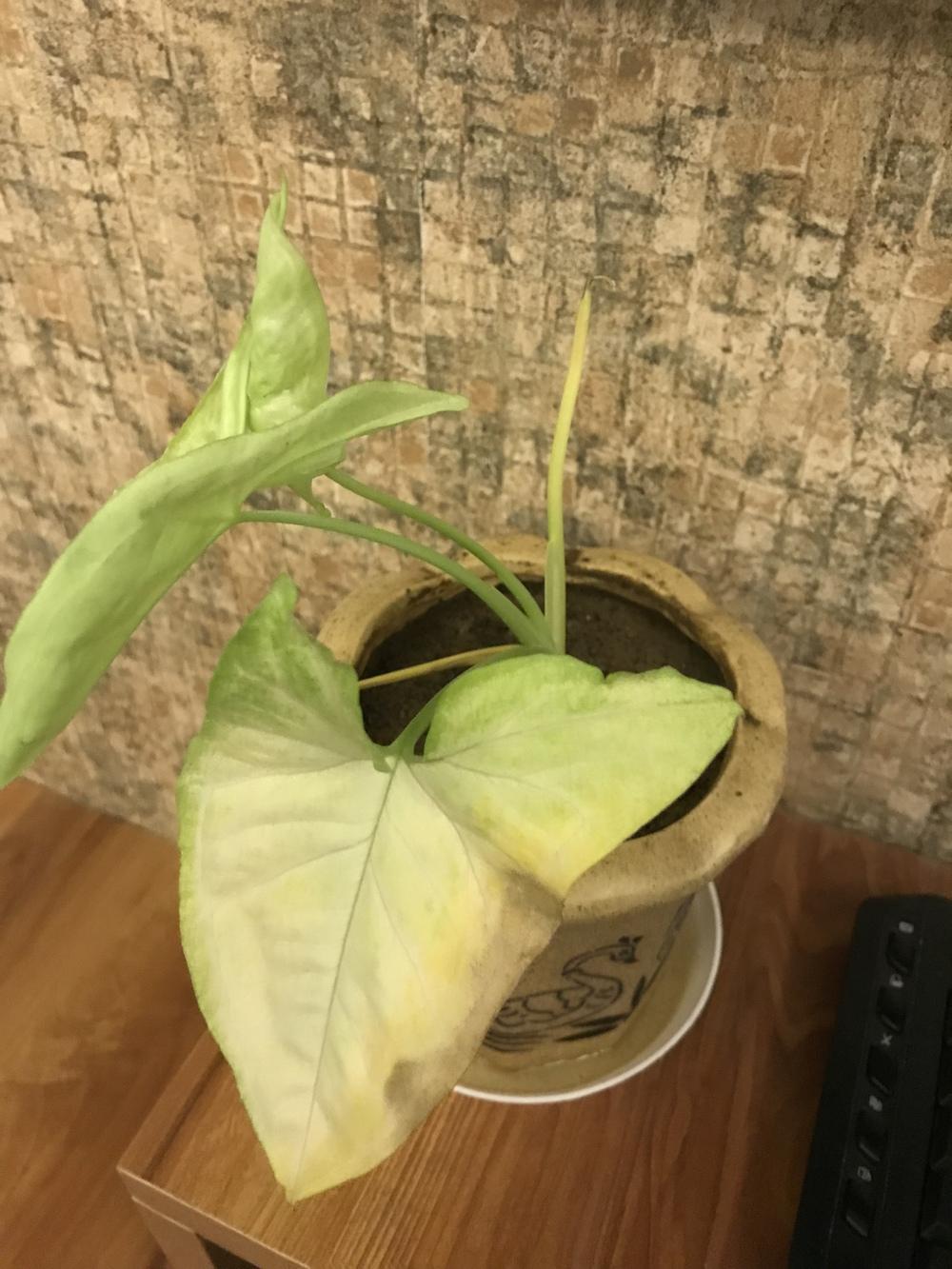 Syngonium Plant Is about to die in the Ask a Question forum - Garden.org