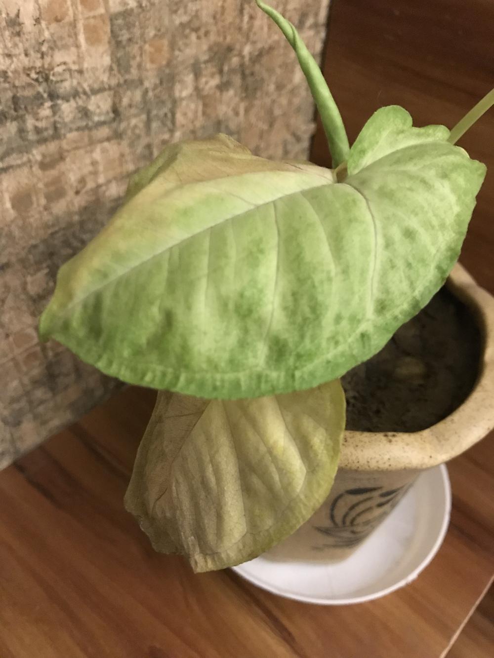 Syngonium Plant Is about to die in the Ask a Question forum - Garden.org