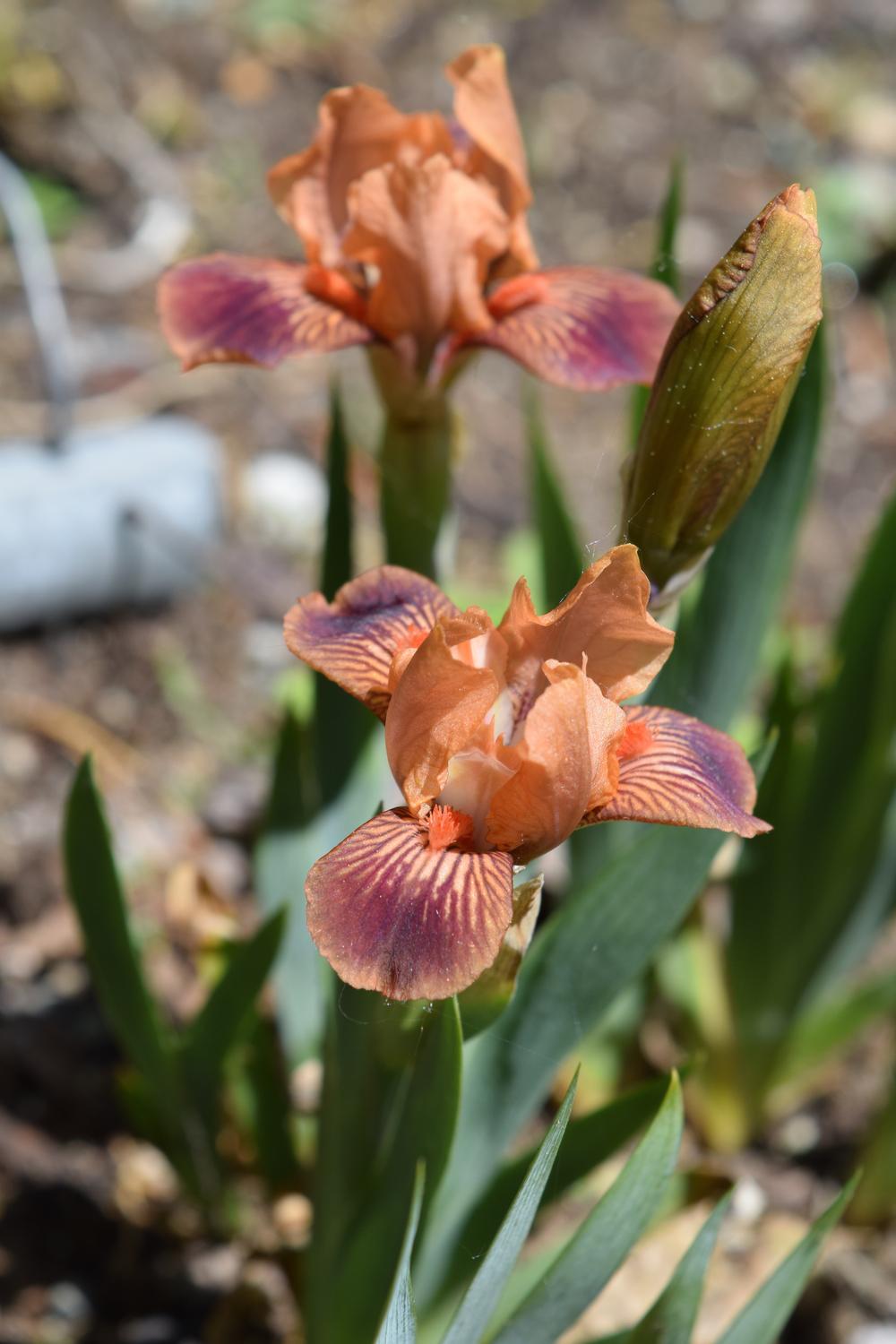 Miniature Dwarf Bearded Iris (Iris 'Minifigs') in the Irises Database ...
