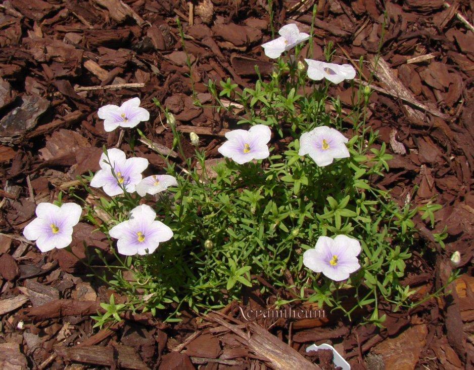 Nierembergia (Nierembergia gracilis 'Starry Eyes') - Garden.org