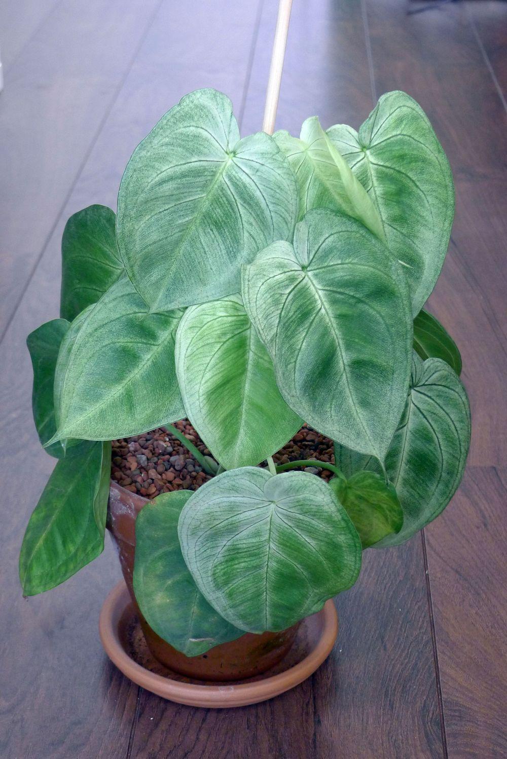 Experiments with moler clay (terramol) in the Philodendrons, Elephant ...