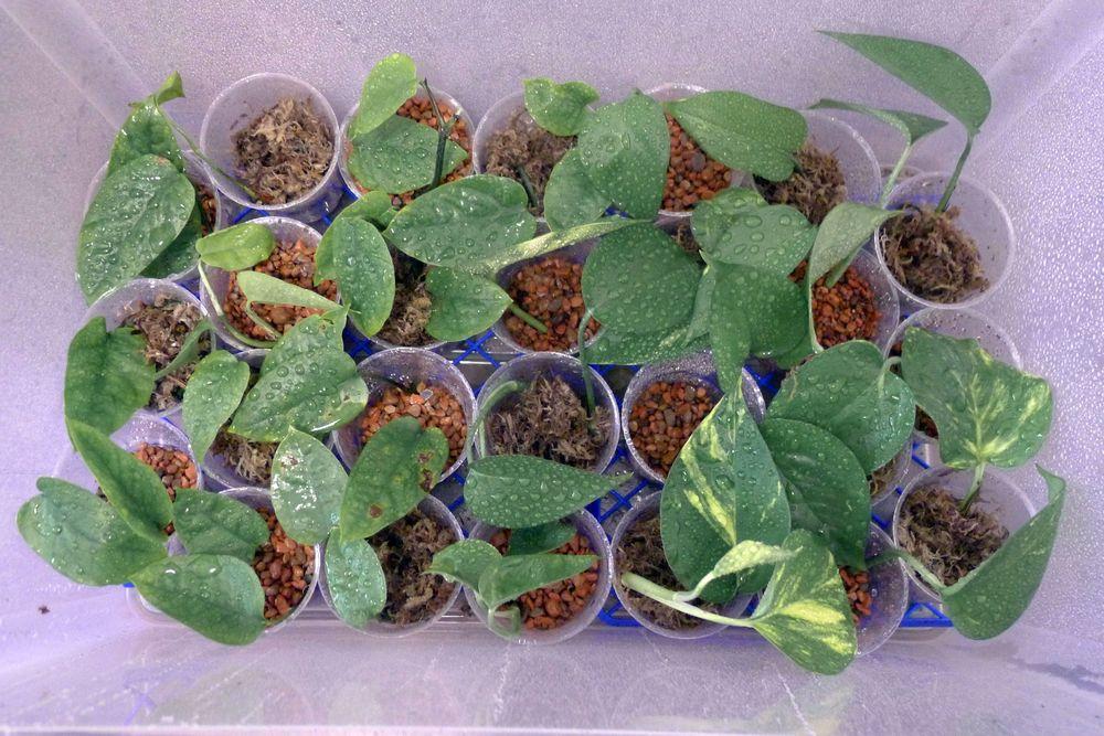 Experiments with moler clay (terramol) in the Philodendrons, Elephant ...