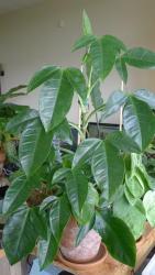 Experiments with moler clay (terramol) in the Philodendrons, Elephant ...