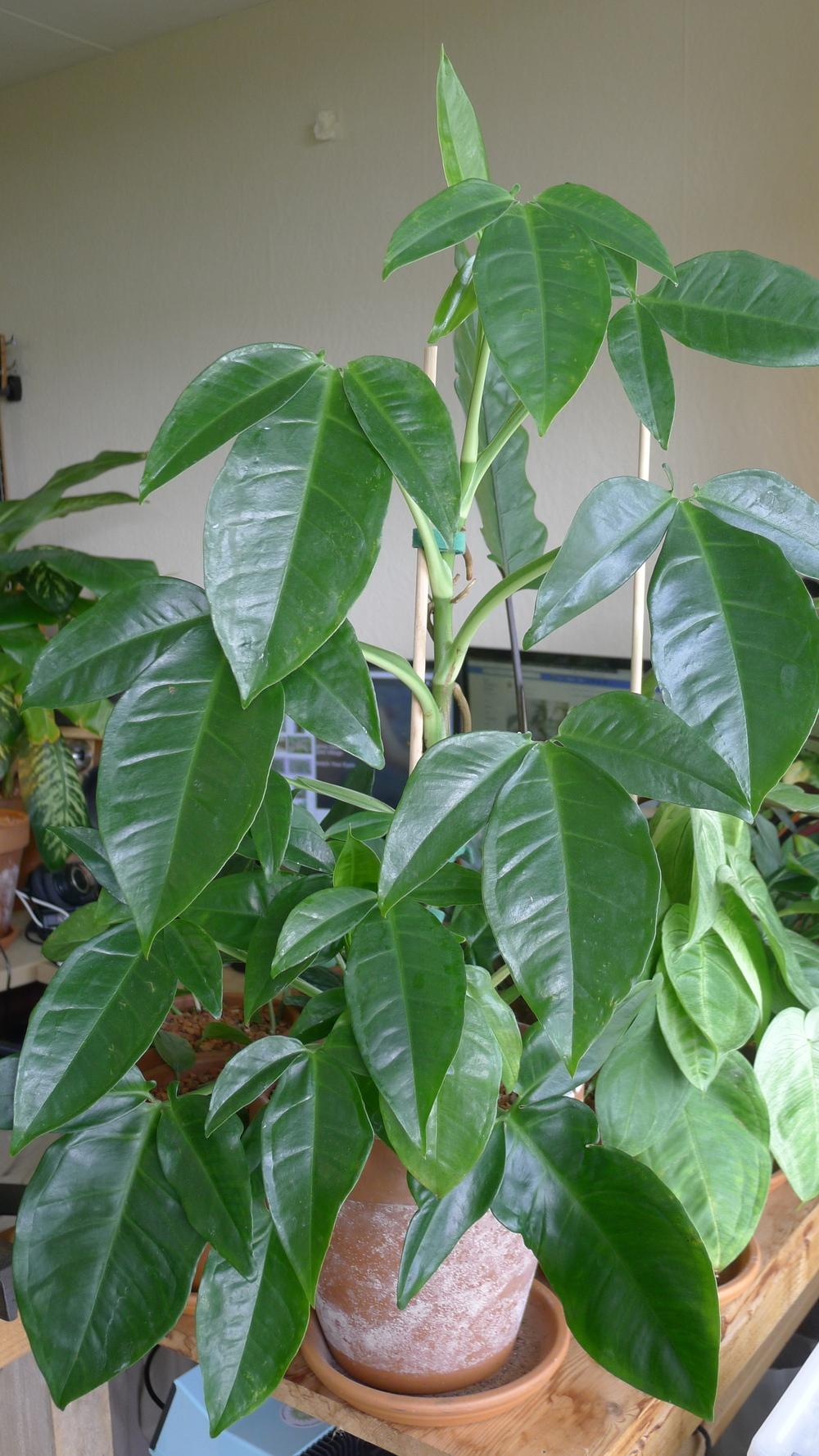 Experiments with moler clay (terramol) in the Philodendrons, Elephant ...