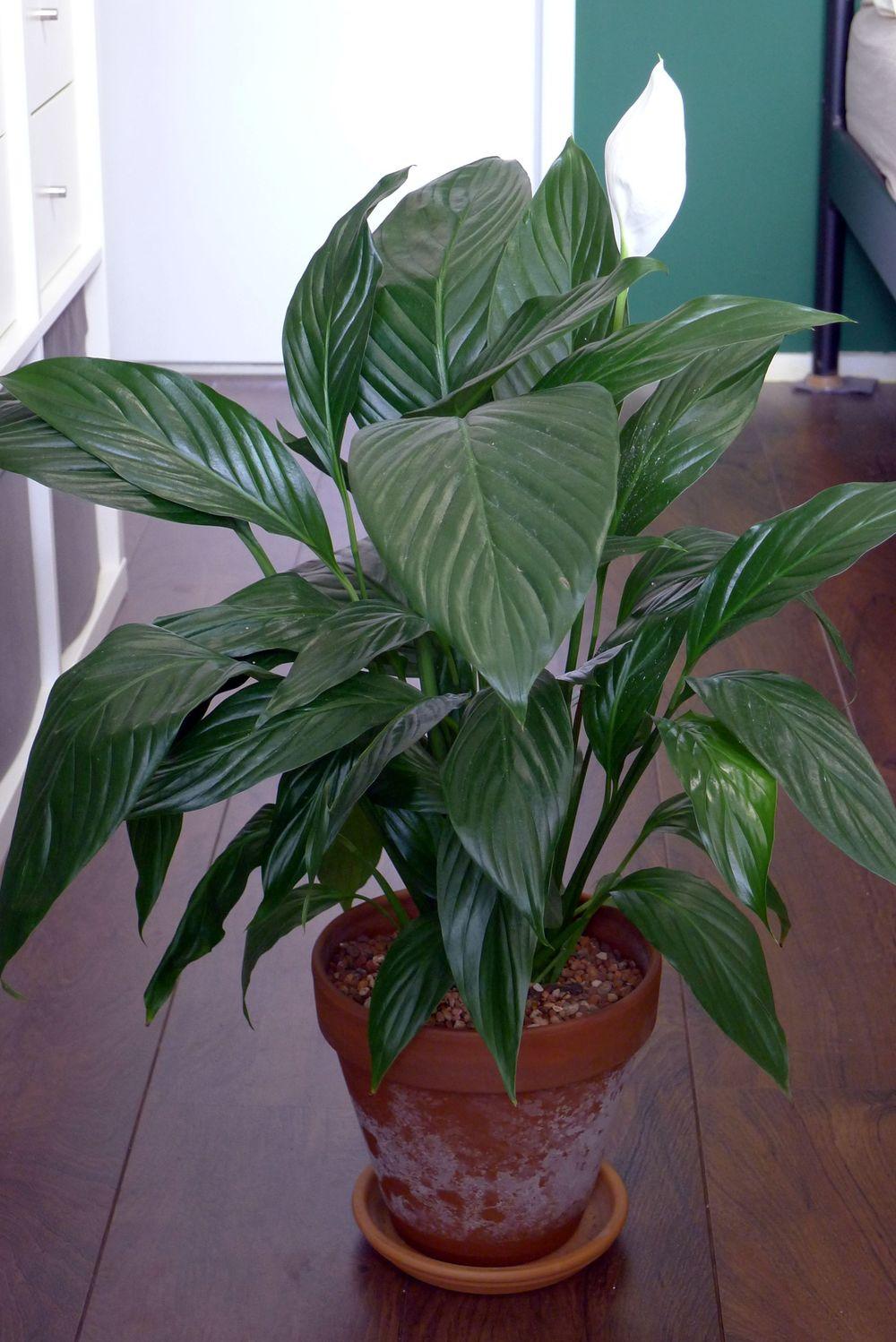 Experiments with moler clay (terramol) in the Philodendrons, Elephant ...