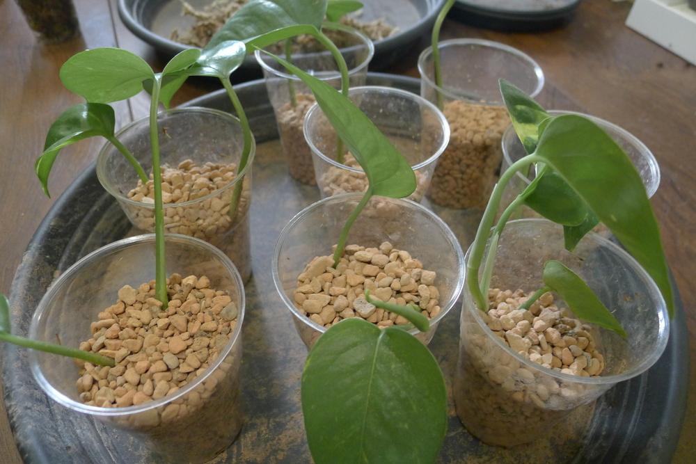 Experiments with moler clay (terramol) in the Philodendrons, Elephant ...