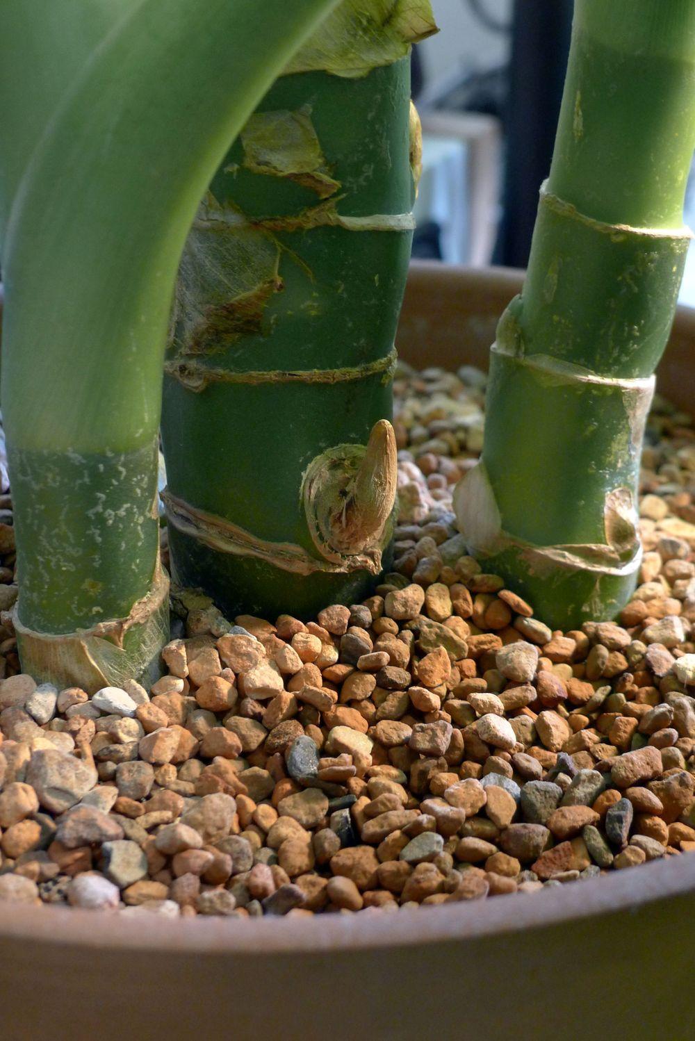 Experiments with moler clay (terramol) in the Philodendrons, Elephant ...