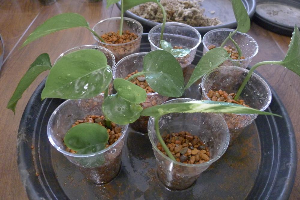 Experiments with moler clay (terramol) in the Philodendrons, Elephant ...