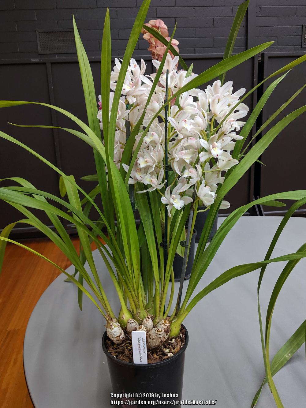 Photo of the entire plant of Orchid (Cymbidium Lerwick 'Leanne Crickmar ...