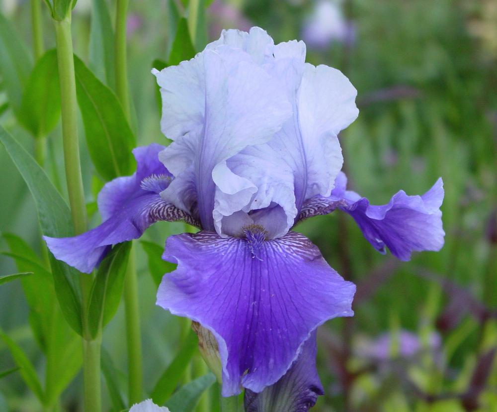 Photo of the bloom of Tall Bearded Iris (Iris 'Shadow Magic') posted by ...