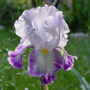 Tall Bearded Iris (Iris 'Degas Dancer') in the Irises Database - Garden.org