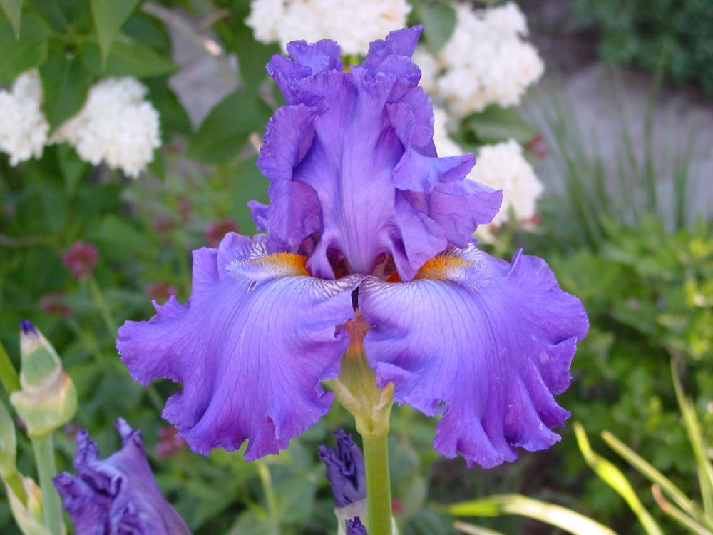 Tall Bearded Iris (Iris 'Aaron's Dagger') in the Irises Database ...