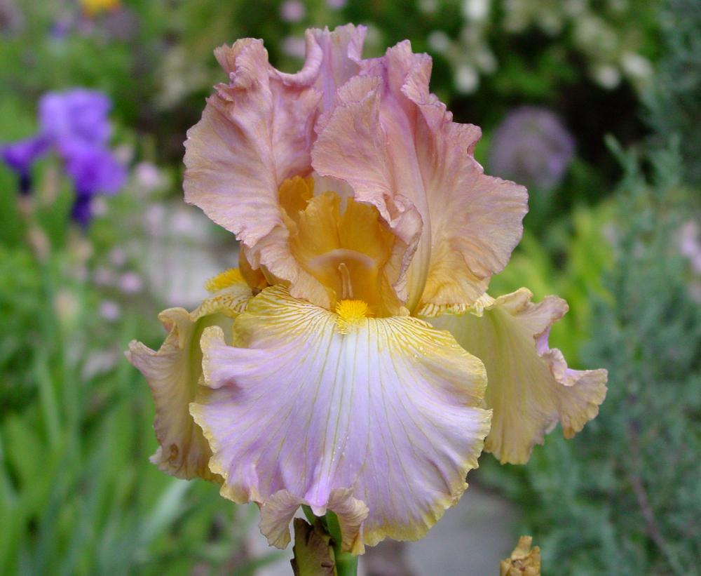 Tall Bearded Iris (Iris 'Spring Splendor') in the Irises Database ...
