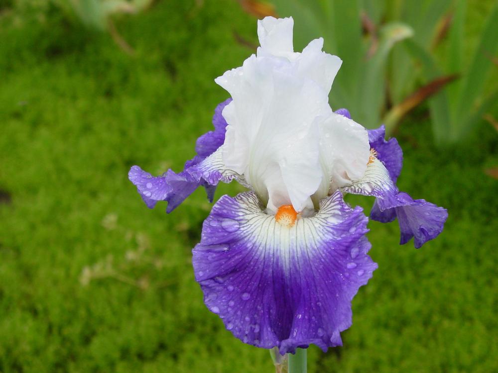 Photo of the bloom of Tall Bearded Iris (Iris 'Last Laugh') posted by ...