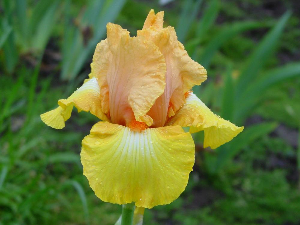 Photo of the bloom of Tall Bearded Iris (Iris 'Leading Light') posted ...