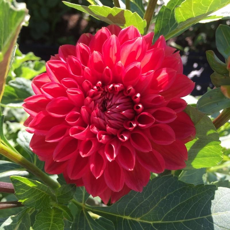 Photo of the bloom of Dahlia 'Tempest' posted by TreeClimber - Garden.org