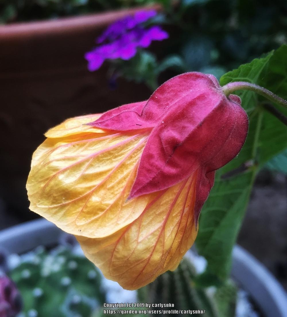 Flowering Maple (Abutilon 'Apricot') in the Abutilons Database - Garden.org