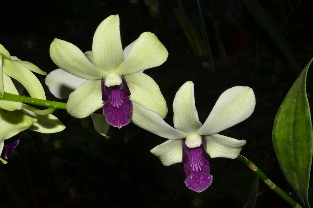 Orchid (Dendrobium Woon Leng 'Red Lip') - Garden.org