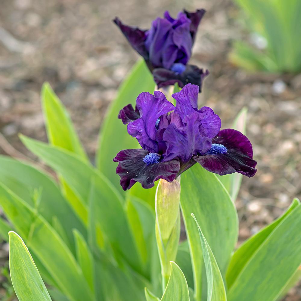 Standard Dwarf Bearded Iris (Iris 'Forecasting Rain') in the Irises ...