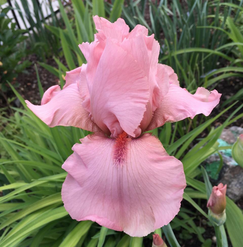Photo of the bloom of Tall Bearded Iris (Iris 'I Pink I Can') posted by ...