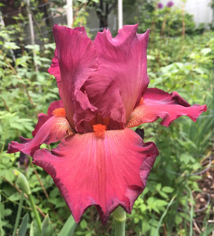 Photo of the bloom of Tall Bearded Iris (Iris 'Lady Friend') posted by ...