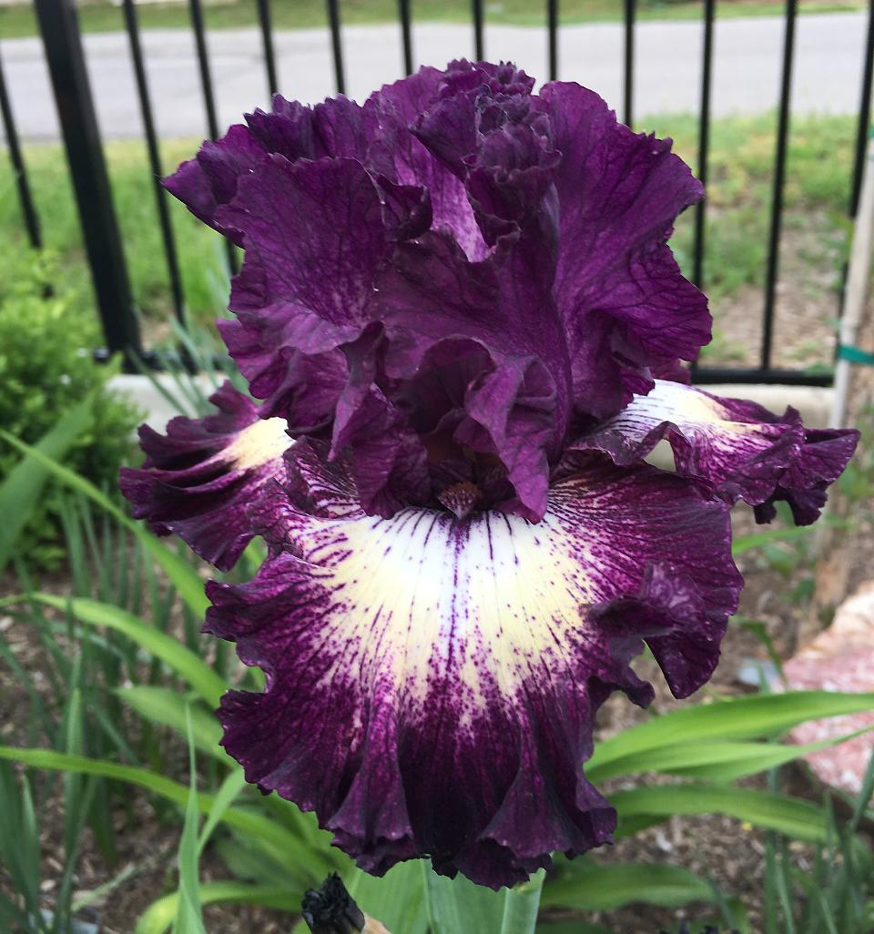 Photo of the bloom of Tall Bearded Iris (Iris 'First Pick') posted by ...