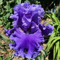 Photo of the bloom of Tall Bearded Iris (Iris 'Sea Power') posted by ...