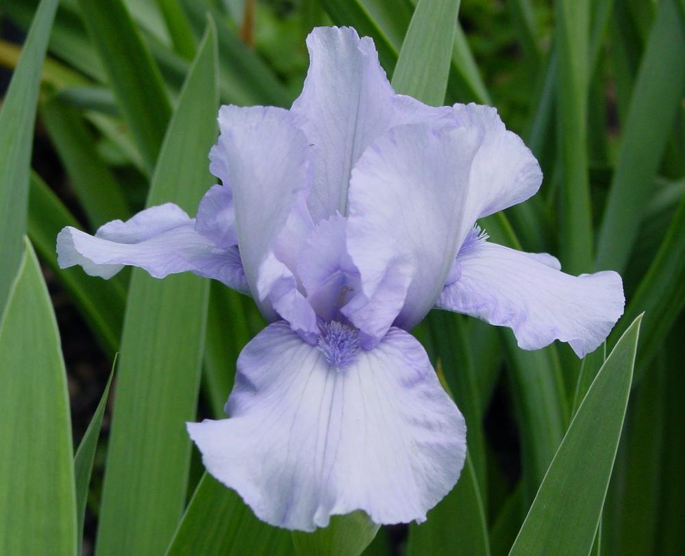 Intermediate Bearded Iris (Iris 'Az Ap') in the Irises Database ...