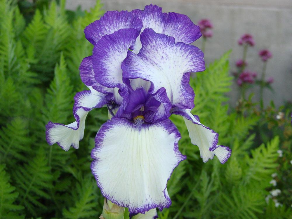 Tall Bearded Iris (Iris 'Loop the Loop') in the Irises Database - Garden.org